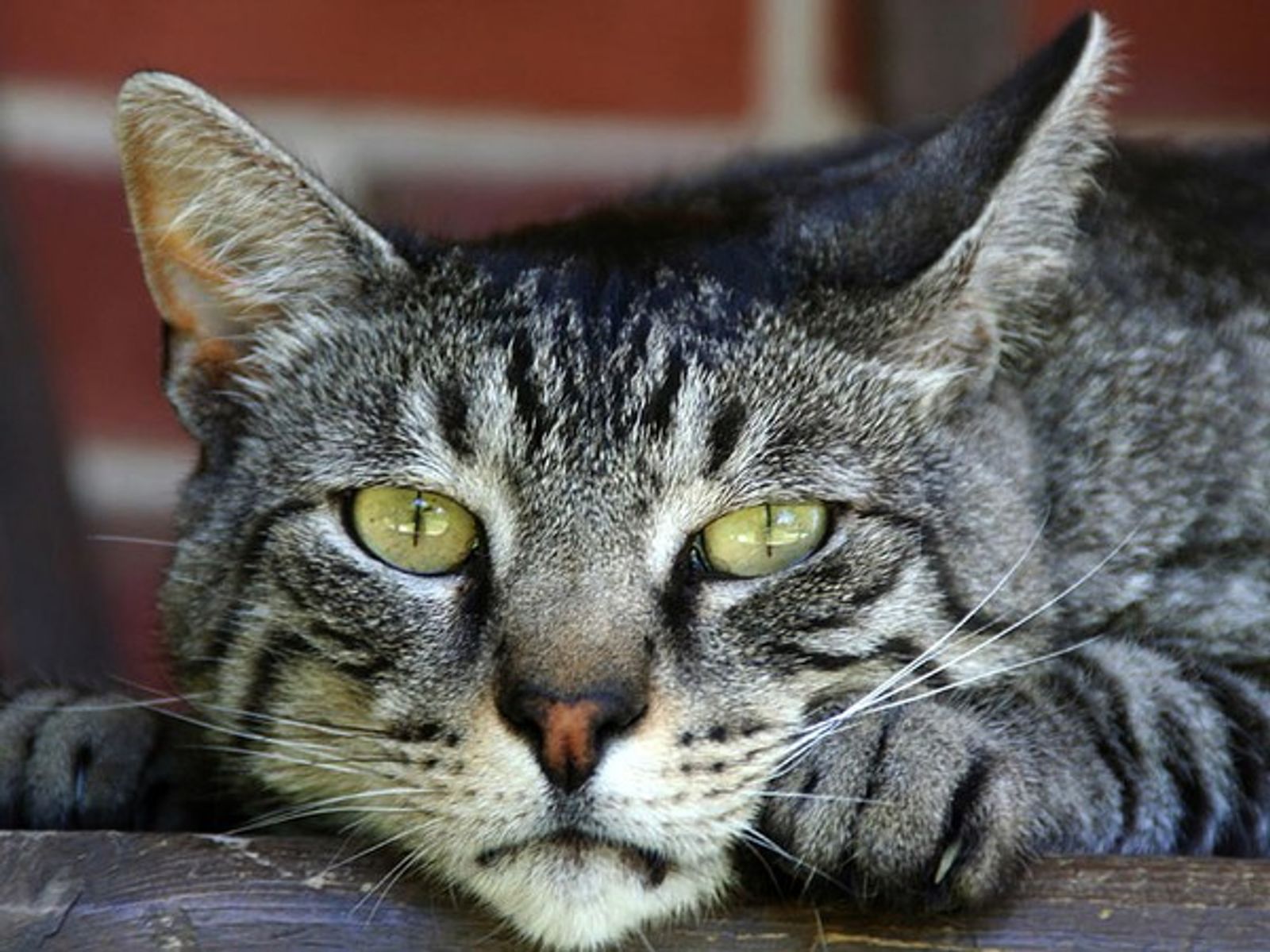 Los bigotes de los gatos forman parte de su órgano sensorial - Vistazo ...