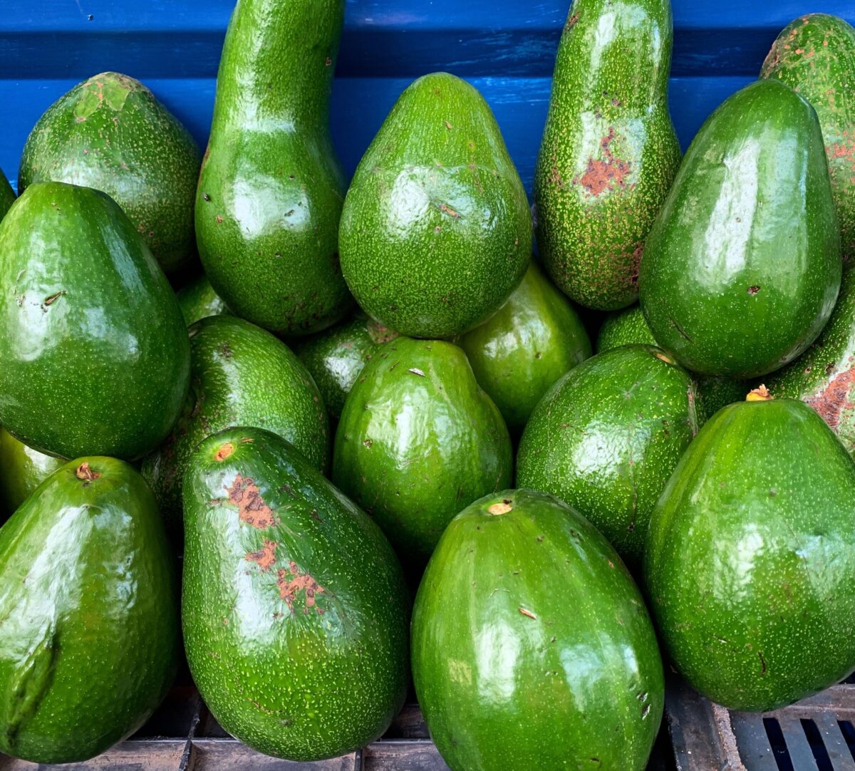 Exportación de aguacate a CRica: Luis Doporto Alejandre